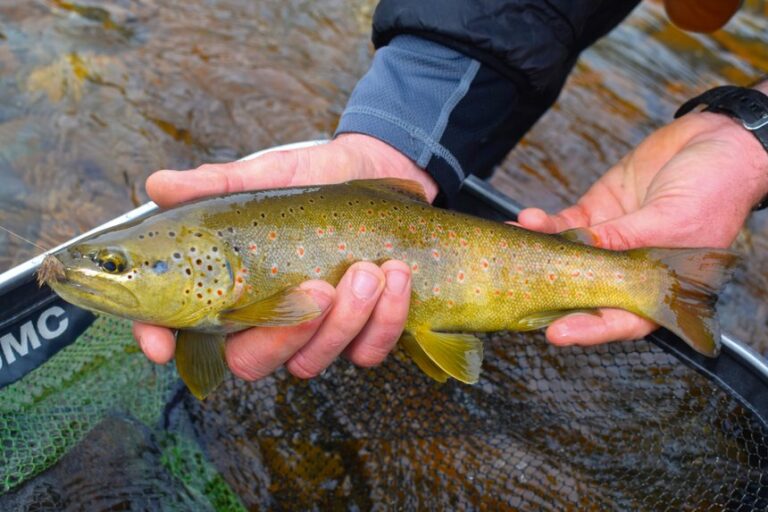 Trichoptères et eaux rapides - Peche et Poissons | Carnassiers, carpe ...