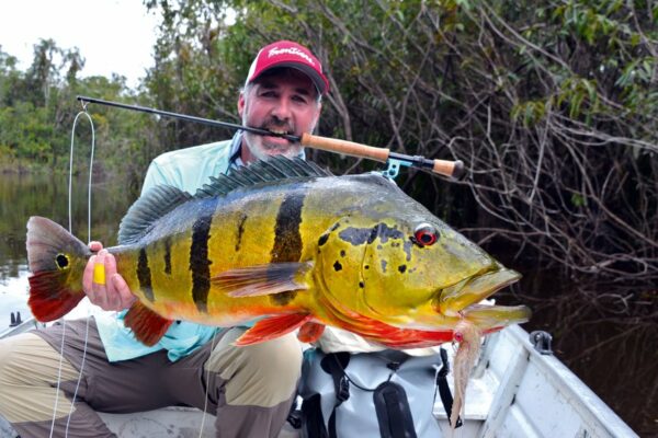 Peacock bass, le guerrier bariolé d'Amazonie - Peche et Poissons ...
